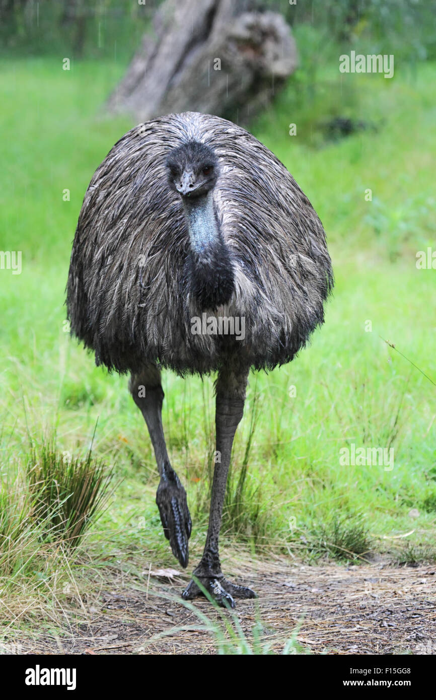 Emu australia hi-res stock photography and images - Alamy