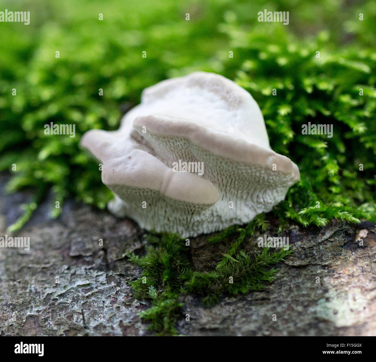 young lumpy bracket fungus Stock Photo - Alamy