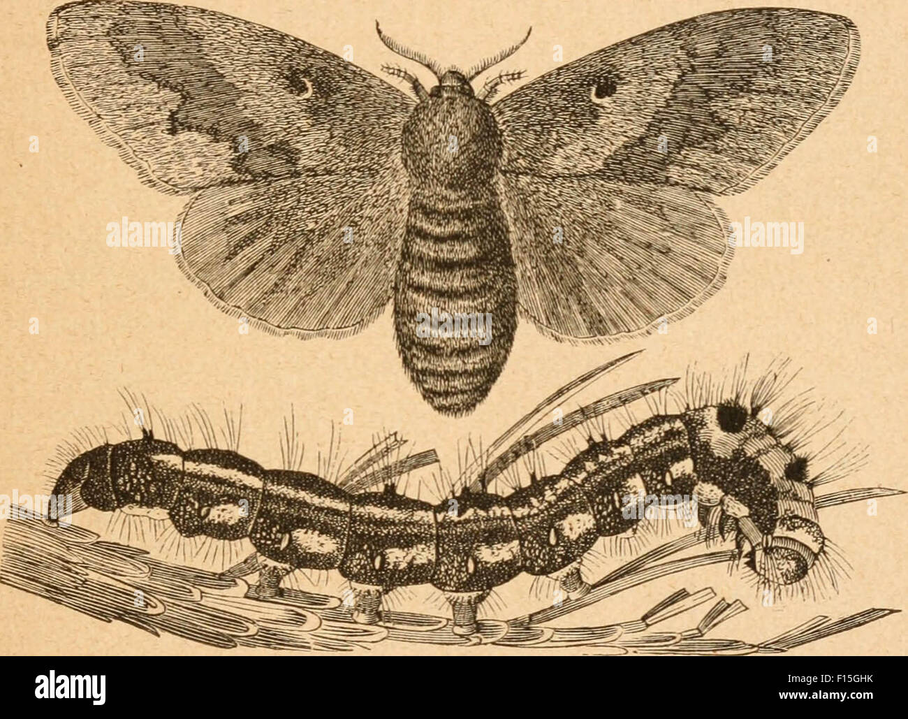 Insect egg vintage hi-res stock photography and images - Alamy