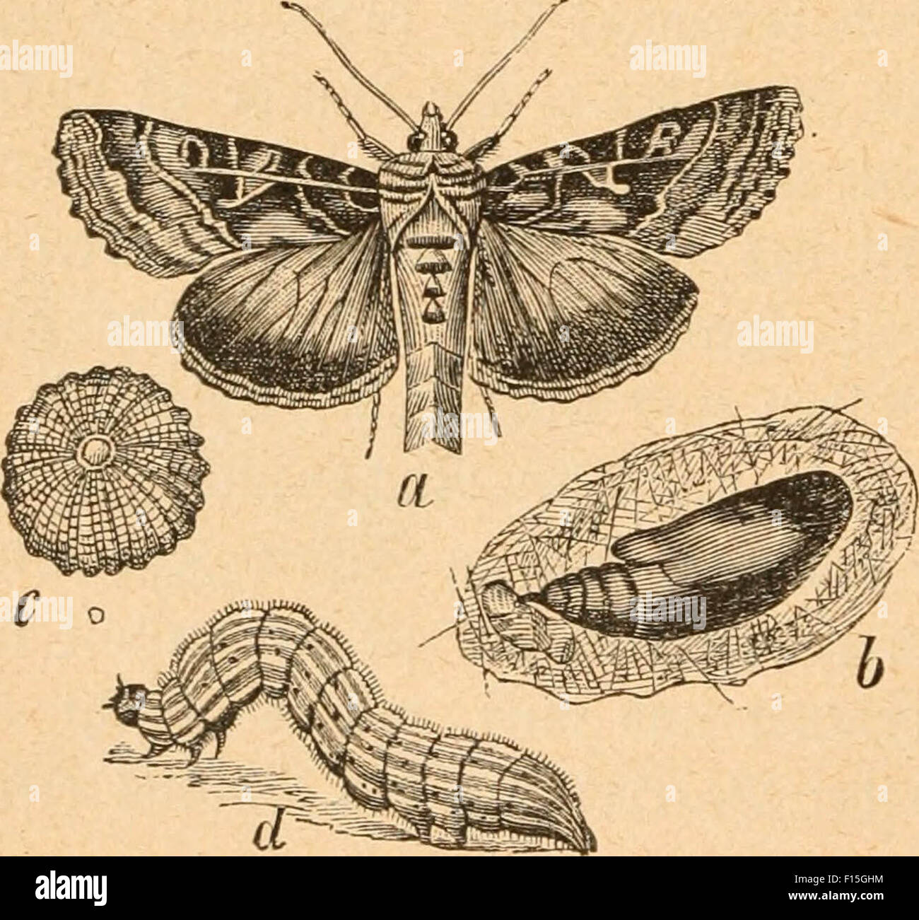 Insect egg vintage hi-res stock photography and images - Alamy