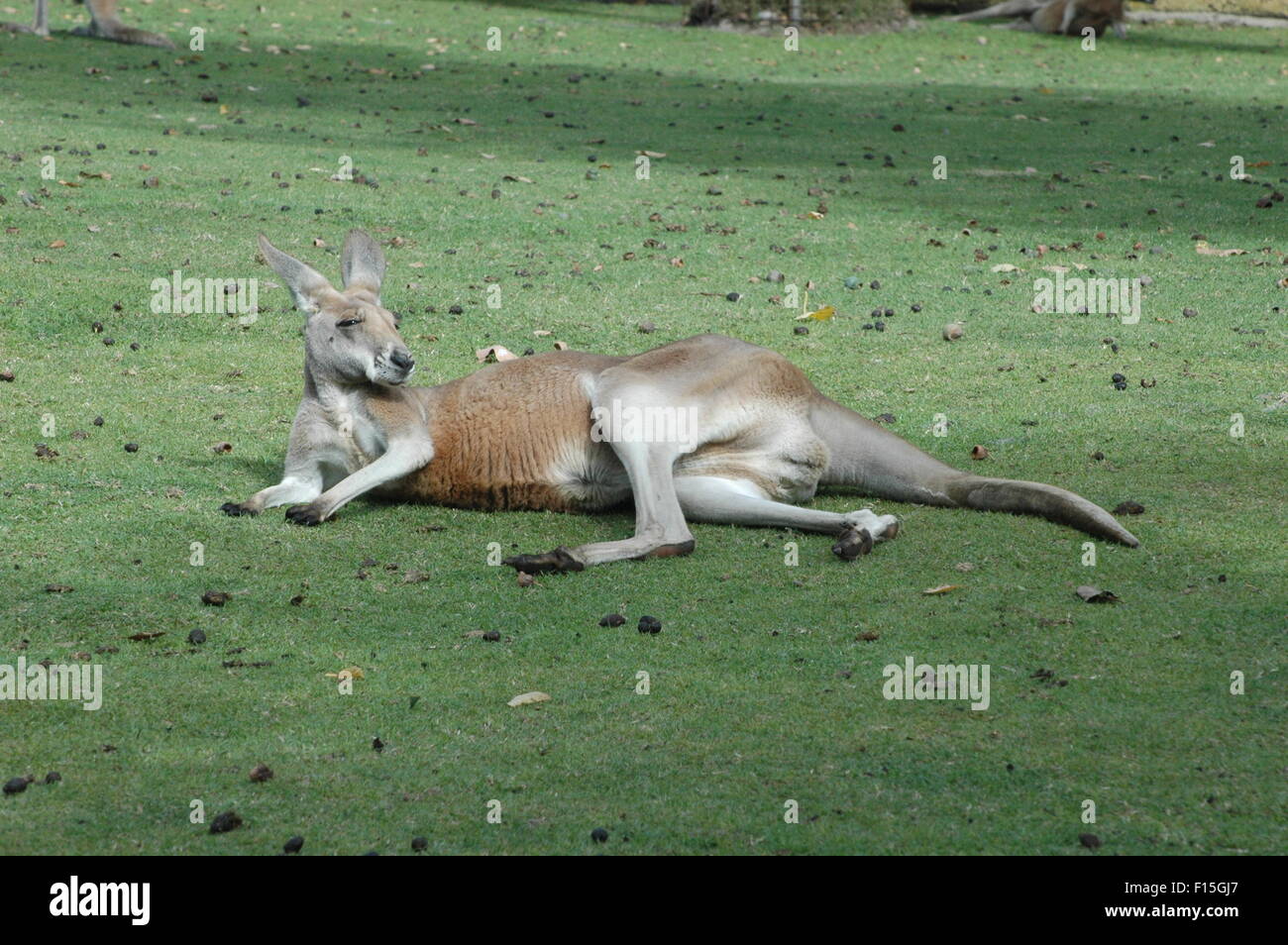 Relaxed Kangaroo High Resolution Stock Photography and Images - Alamy