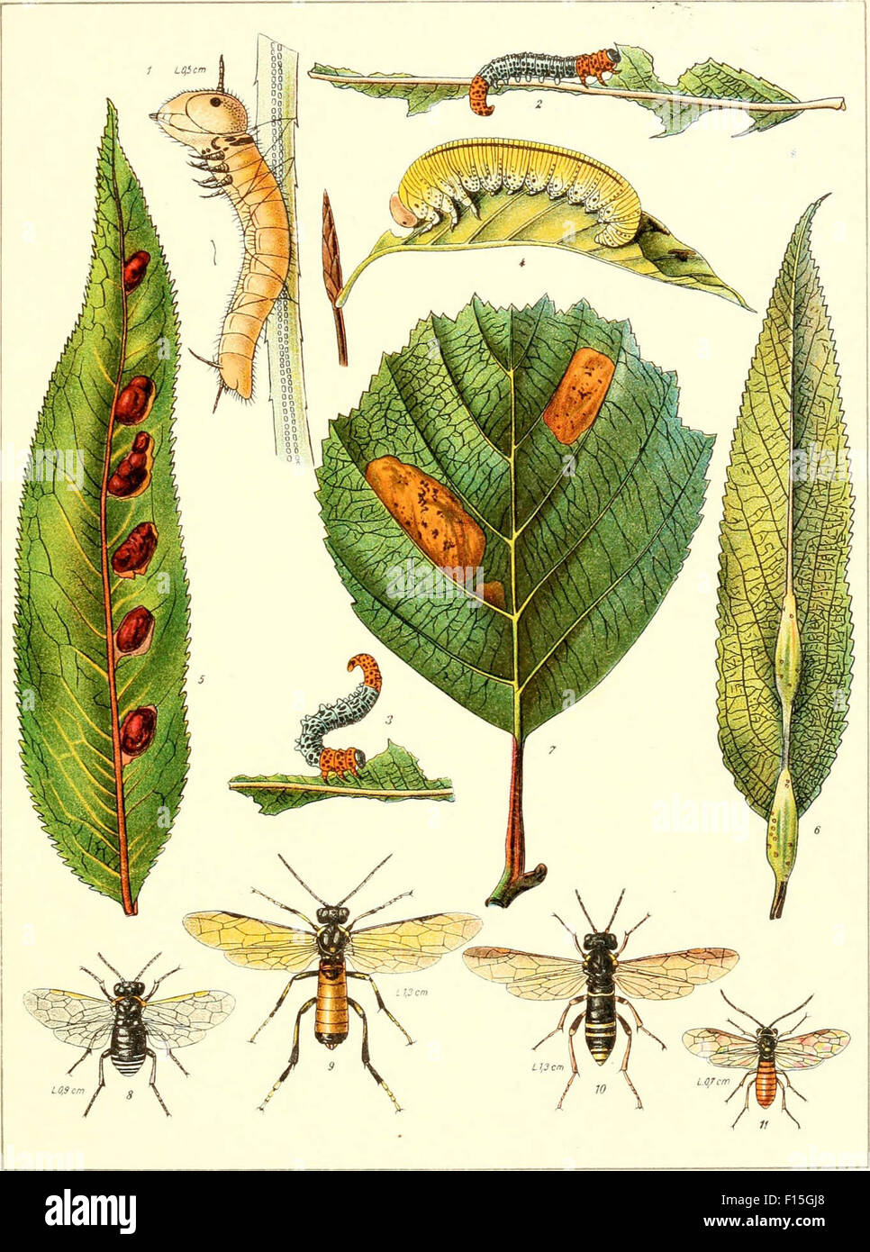 Insects and leaves Stock Photo - Alamy