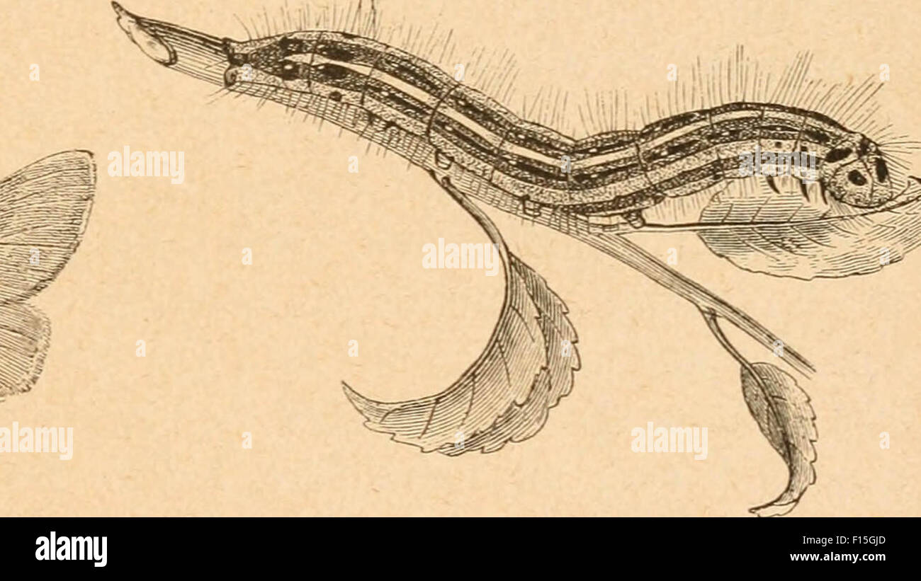 Caterpillar drawing hi-res stock photography and images - Alamy