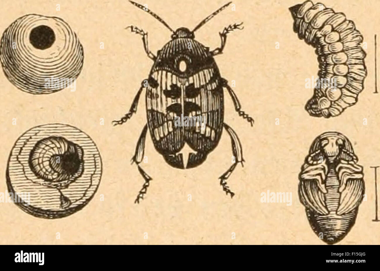 Drawing beetle hi-res stock photography and images - Alamy