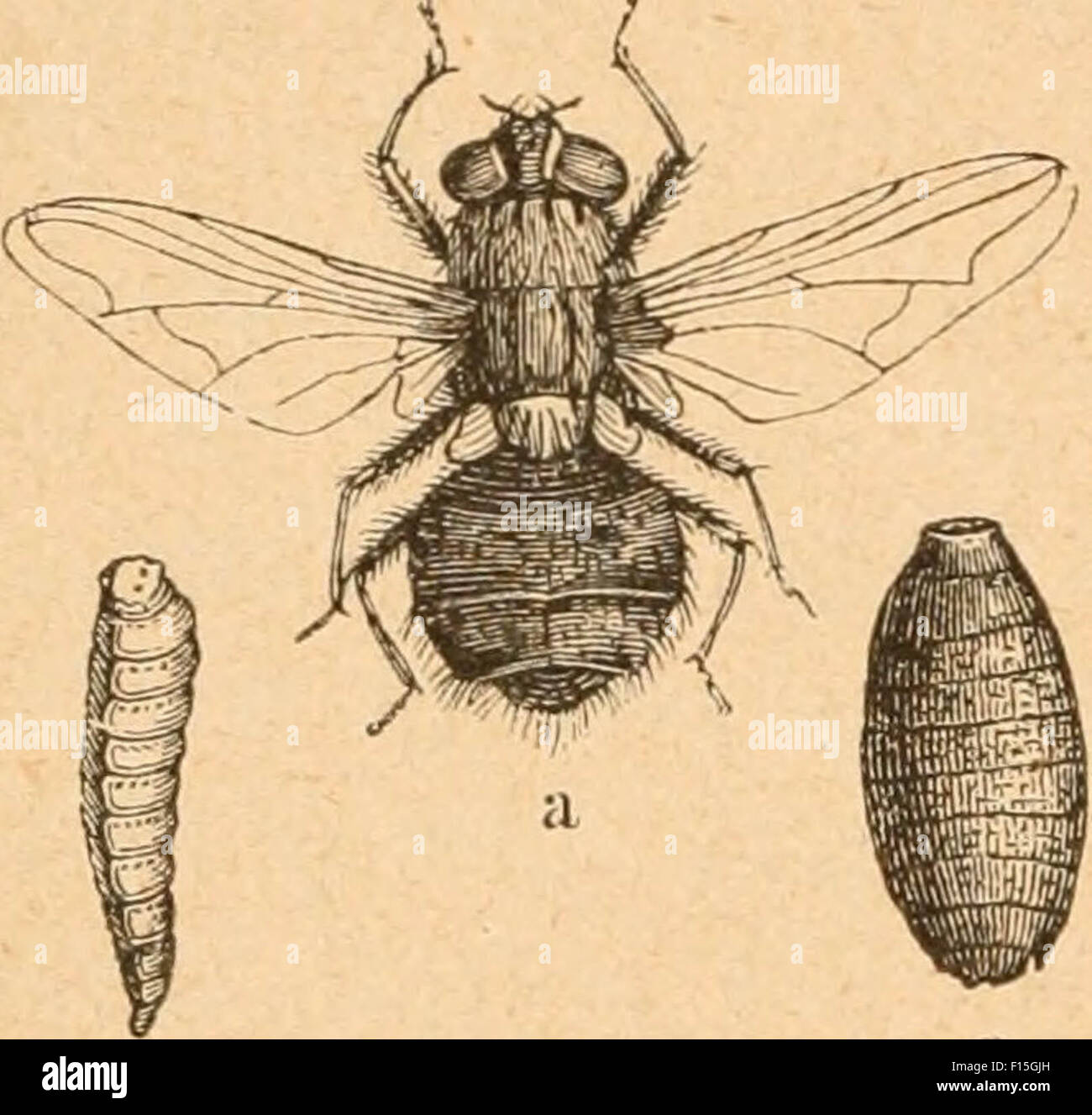 Insects studies hi-res stock photography and images - Alamy