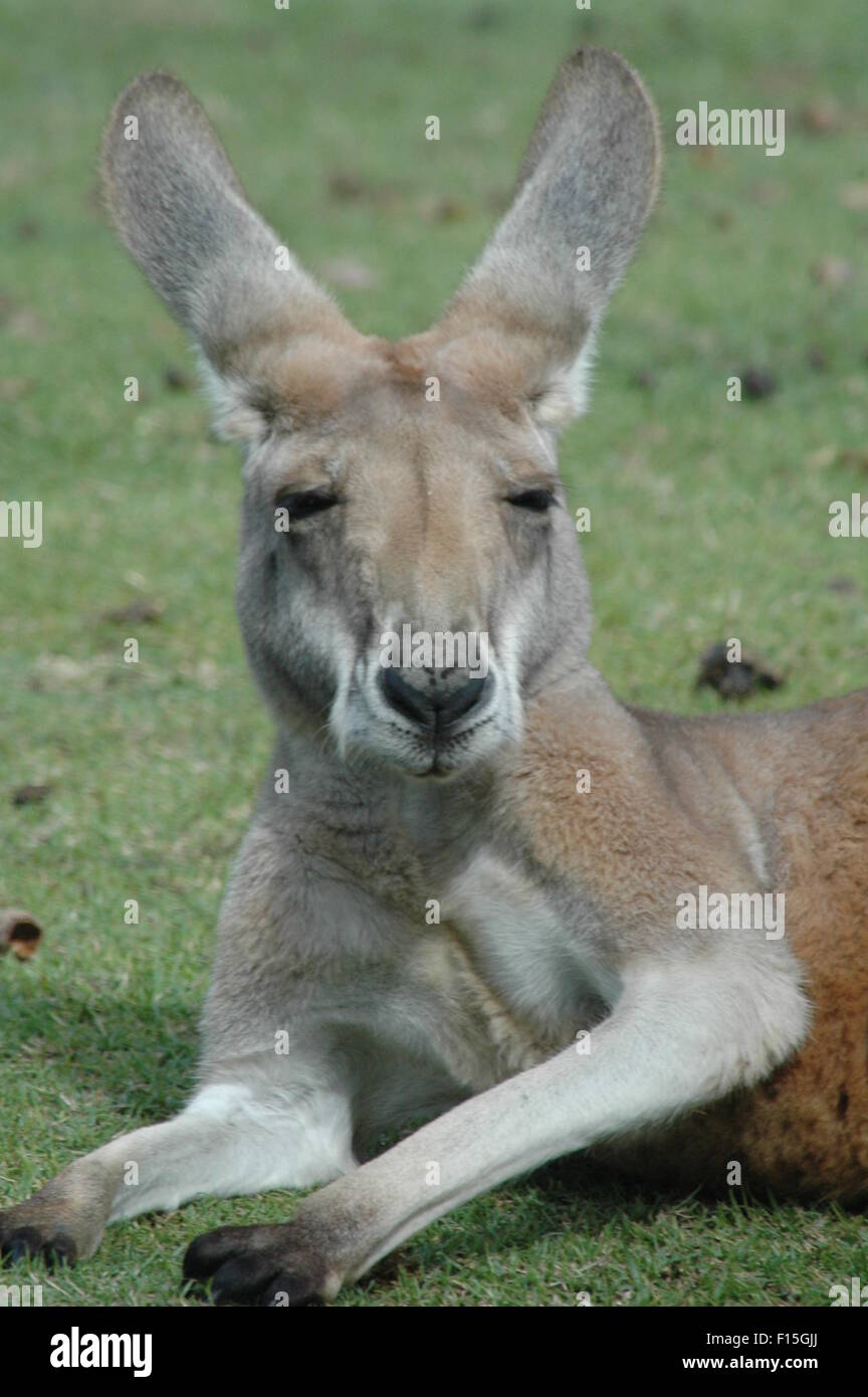 Relaxed Kangaroo High Resolution Stock Photography and Images - Alamy