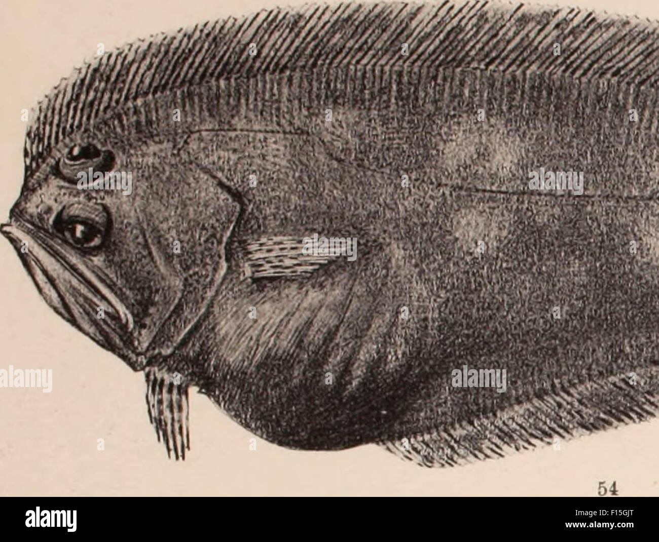 History fish hi-res stock photography and images - Alamy