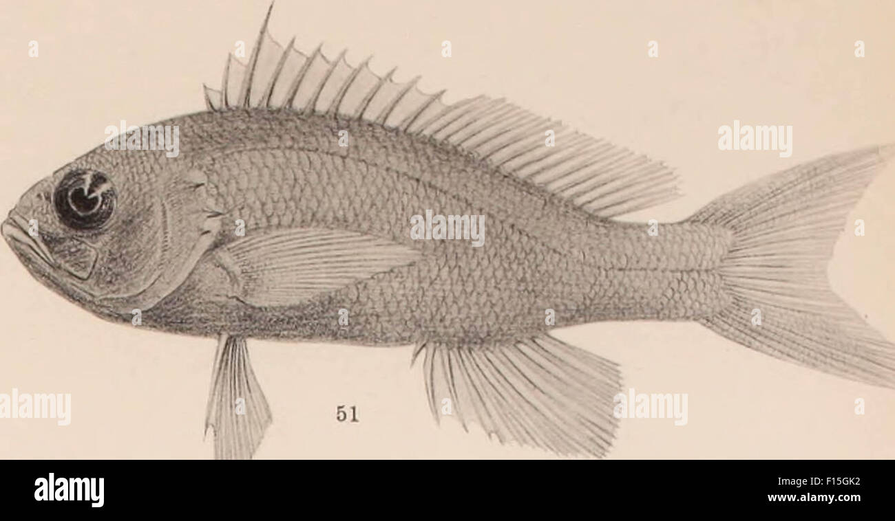 Coral fish drawing hi-res stock photography and images - Alamy