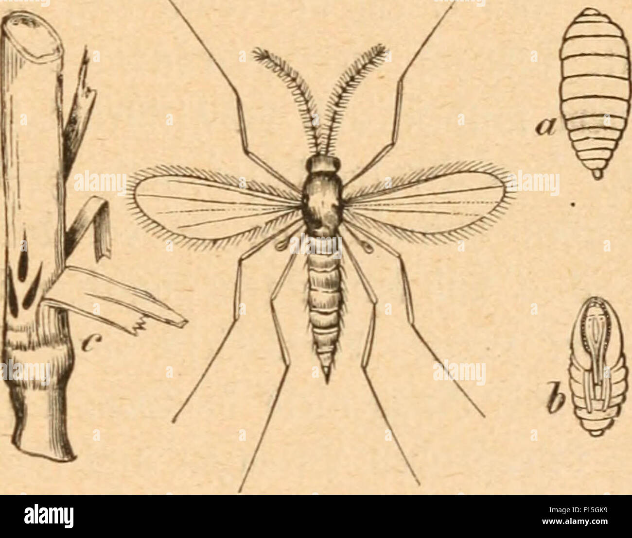 Vintage insects hi-res stock photography and images - Alamy