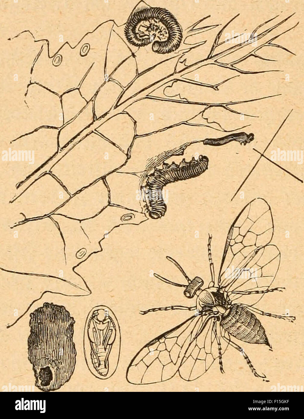 Insects studies hi-res stock photography and images - Alamy