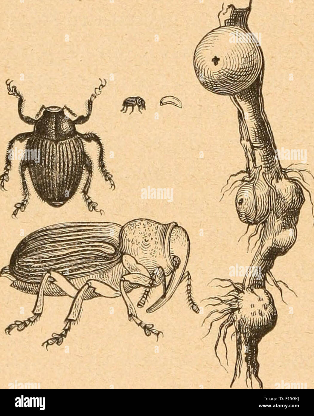 Beetles study hi-res stock photography and images - Alamy