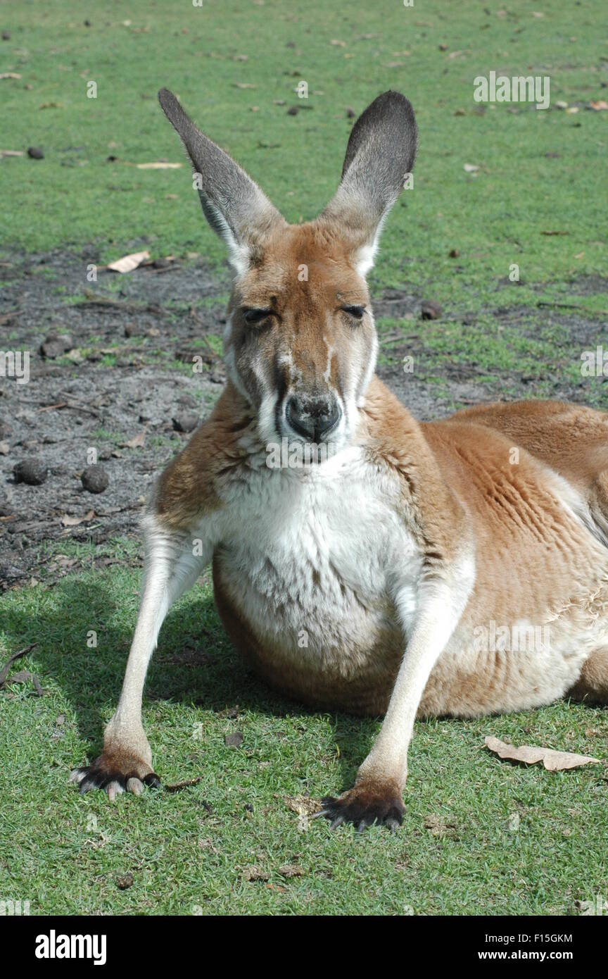 Relaxed Kangaroo High Resolution Stock Photography and Images - Alamy