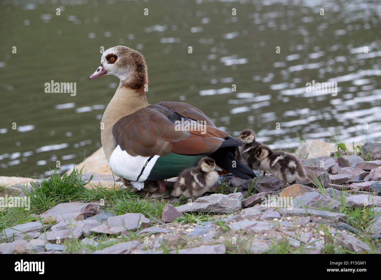 Female Egyptian goose Alopochen aegyptiaca with four goslings on banks ...