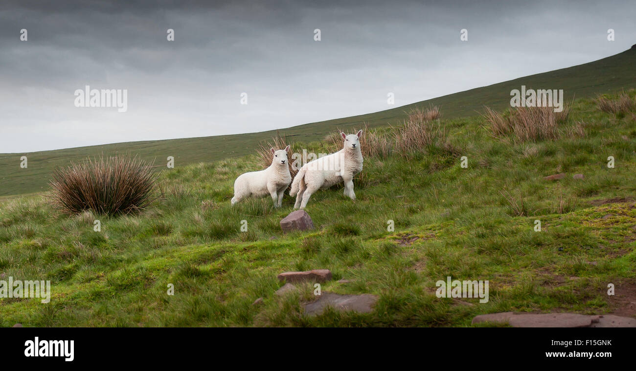 Brecon beacon hi-res stock photography and images - Alamy