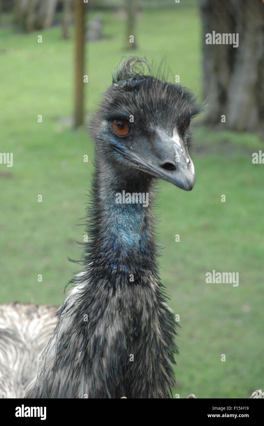 Australian emu hi-res stock photography and images - Alamy