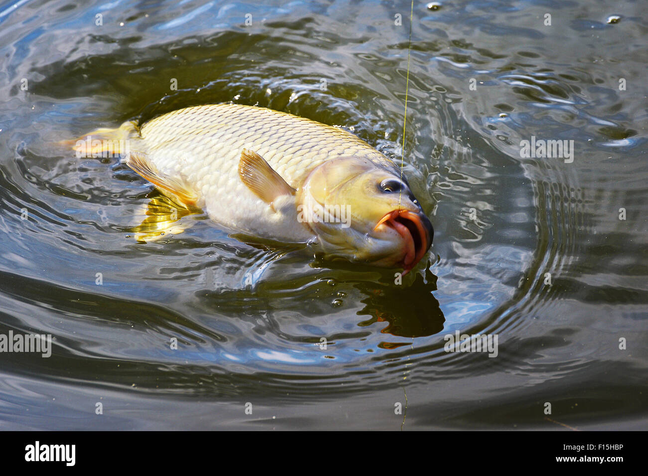 Carp catch hi-res stock photography and images - Alamy