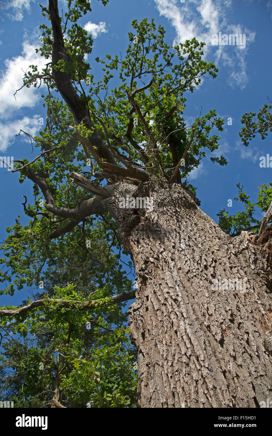 Worm's eye view hi-res stock photography and images - Alamy