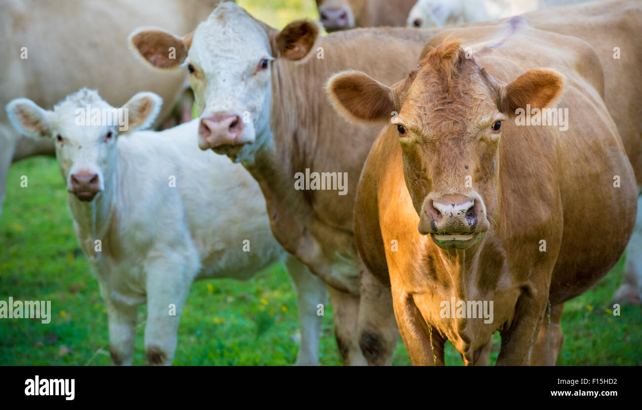 Agriculture cattle grass hi-res stock photography and images - Alamy