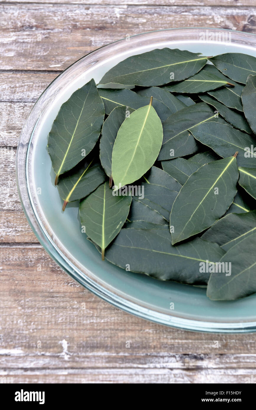Laurus nobilis hi-res stock photography and images - Alamy