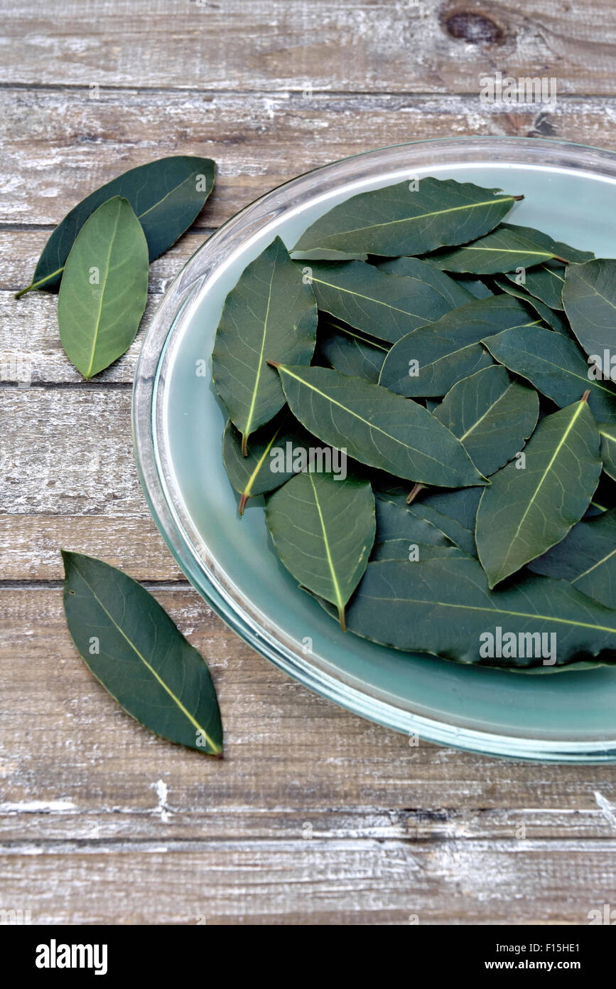 Laurus nobilis hi-res stock photography and images - Alamy