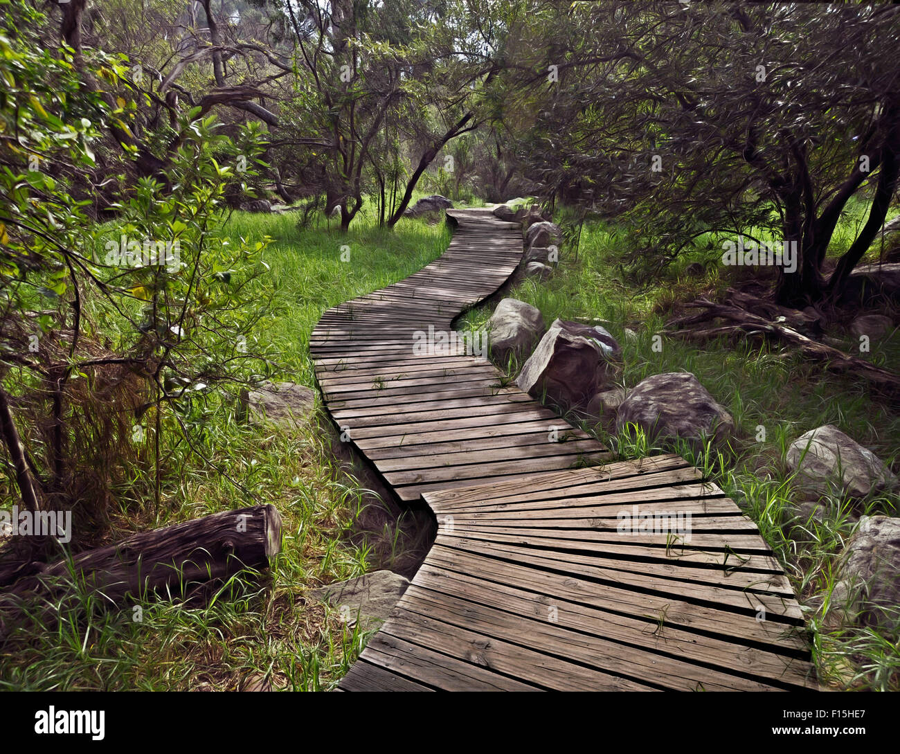 Wooden Path in a forest with trees and grades Stock Photo - Alamy
