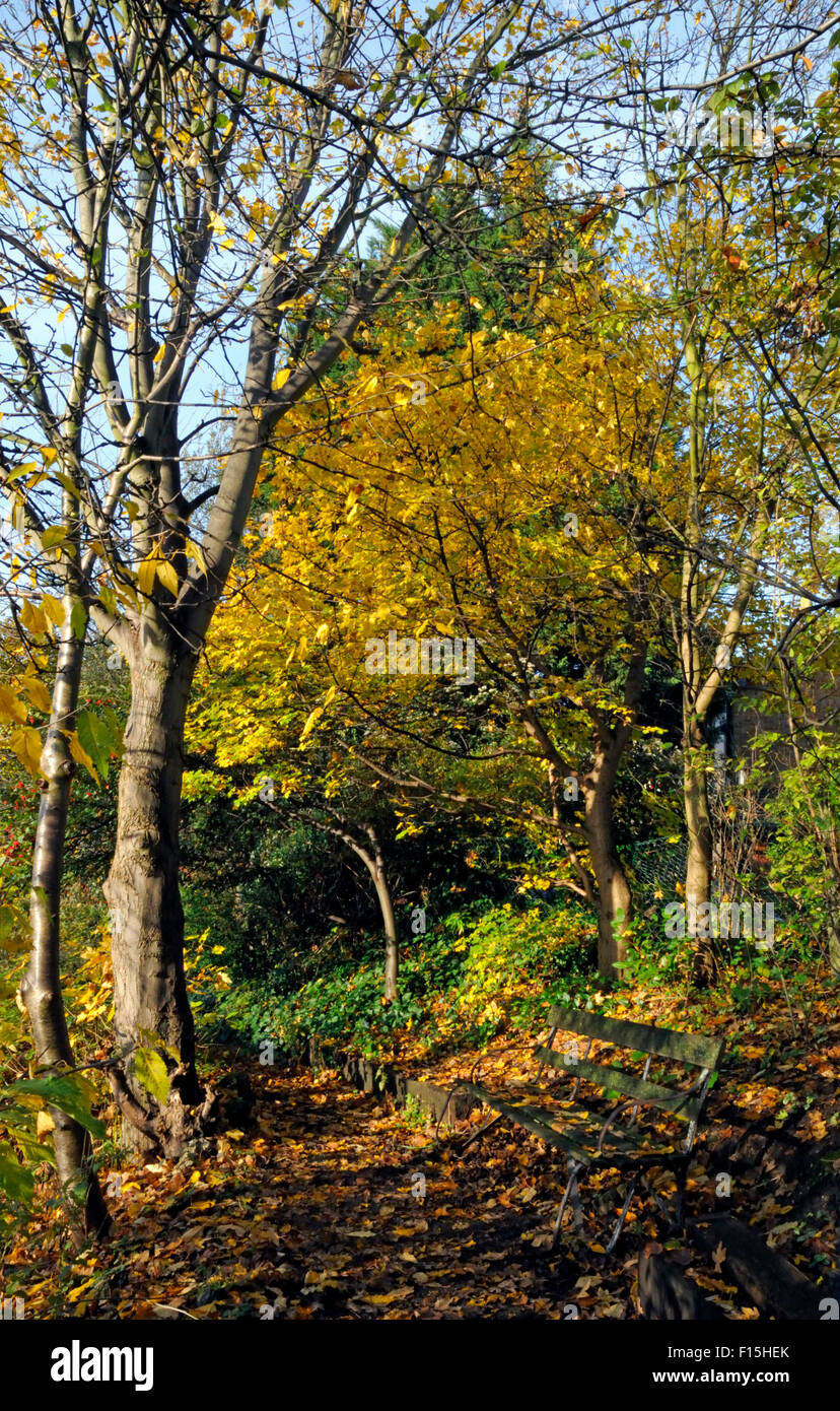 Tree lined garden path with autumn leaves and bench, Olden Community ...