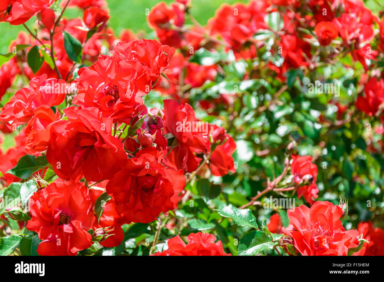 Natural red roses in an ornamental garden Stock Photo - Alamy
