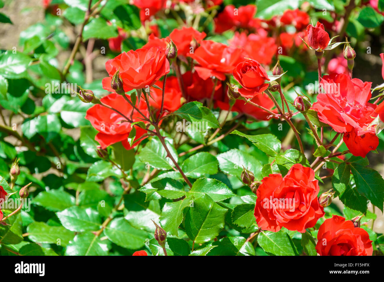 Natural red roses in an ornamental garden Stock Photo - Alamy