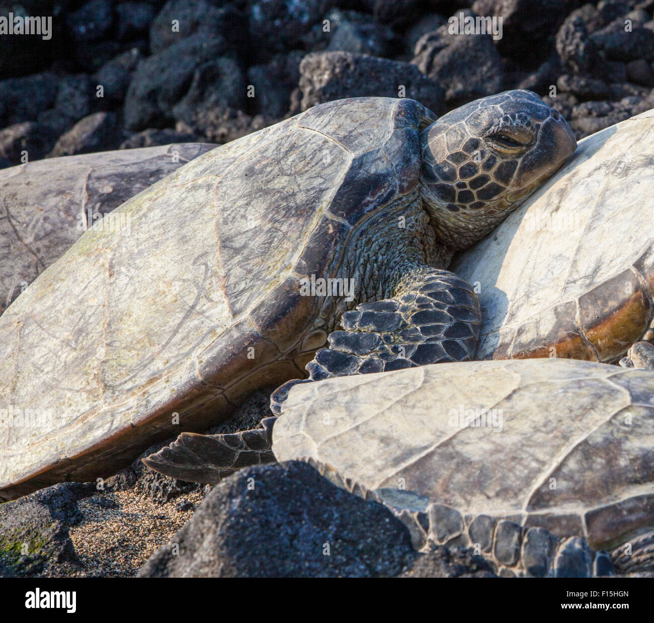 Hawaii beach sea turtles hi-res stock photography and images - Alamy
