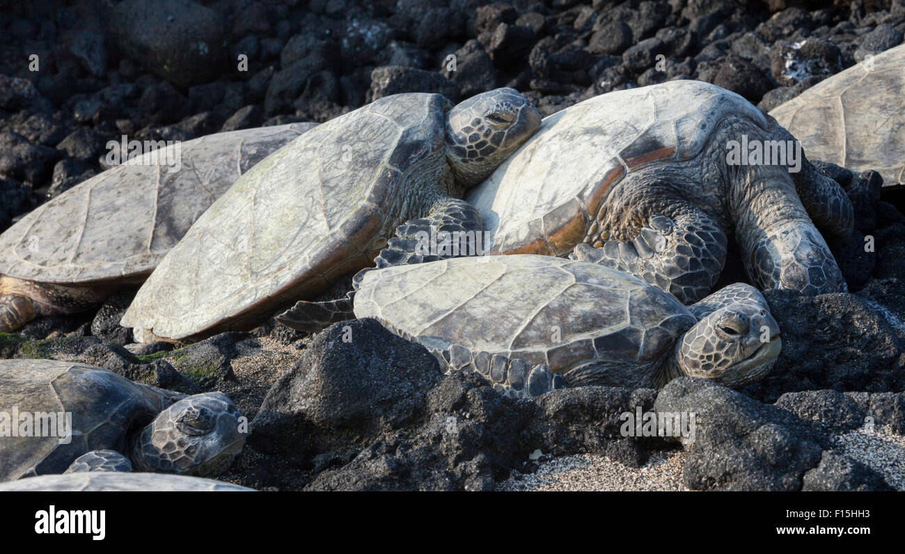 Sea turtles rest in the sun on the beach at Anaehoomalu Bay, Big Island ...
