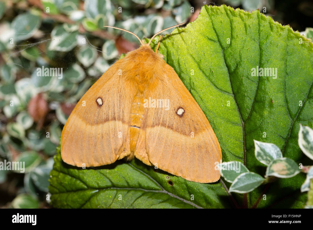 Adult oak eggar moth, Lasiocampa quercus, resting on a hardy begonia ...