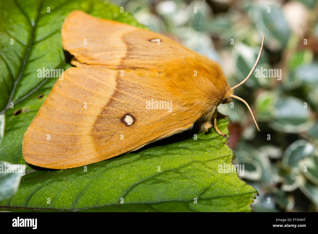 Adult oak eggar moth, Lasiocampa quercus, resting on a hardy begonia ...