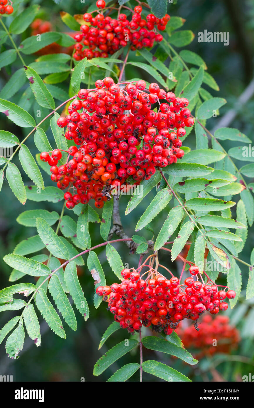 Sorbus Berries Tree Garden Uk High Resolution Stock Photography and ...