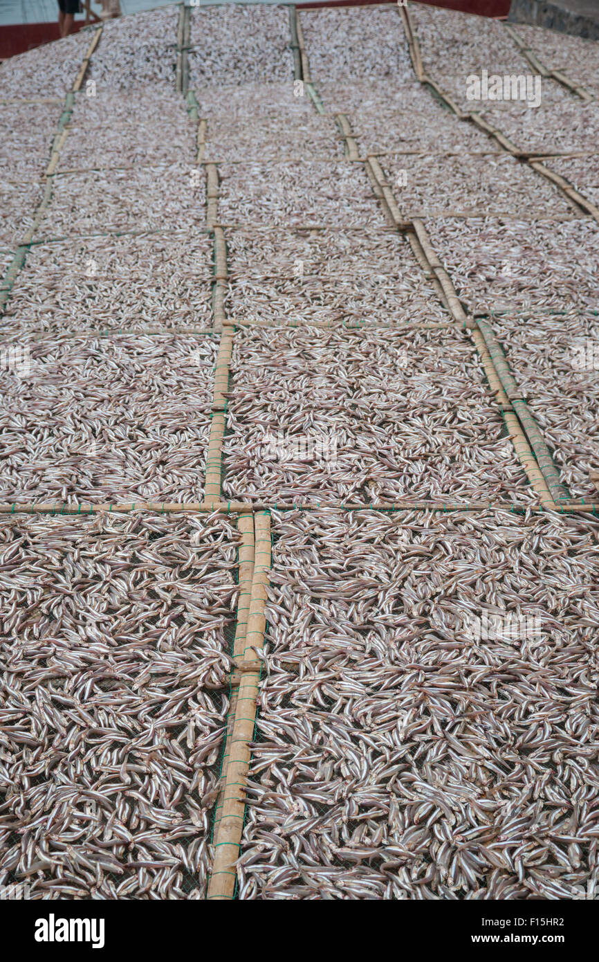 Planty of little anchovy fish drying on open air Stock Photo - Alamy