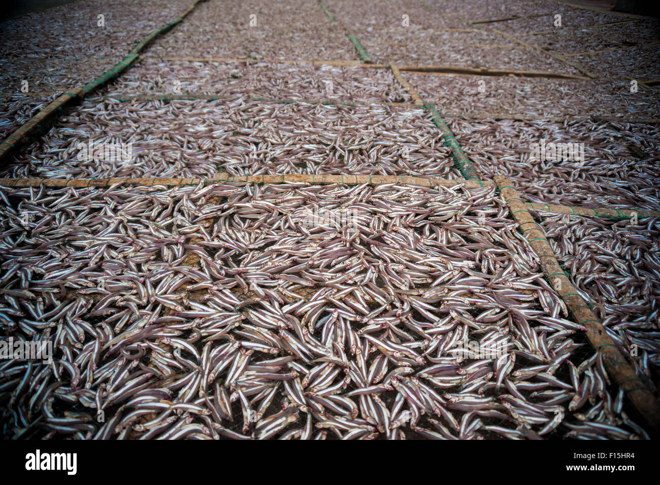 Planty little anchovy fish drying hi-res stock photography and images ...