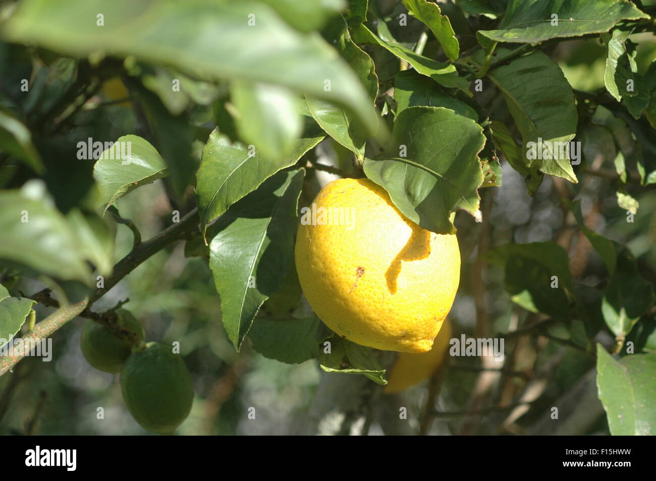Single lemon tree hi-res stock photography and images - Alamy