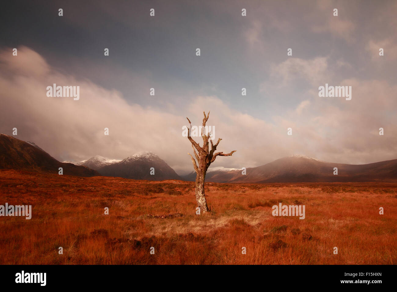 The famous dead tree of Rannoch Moor, Glencoe, Scotland with Buachaille ...