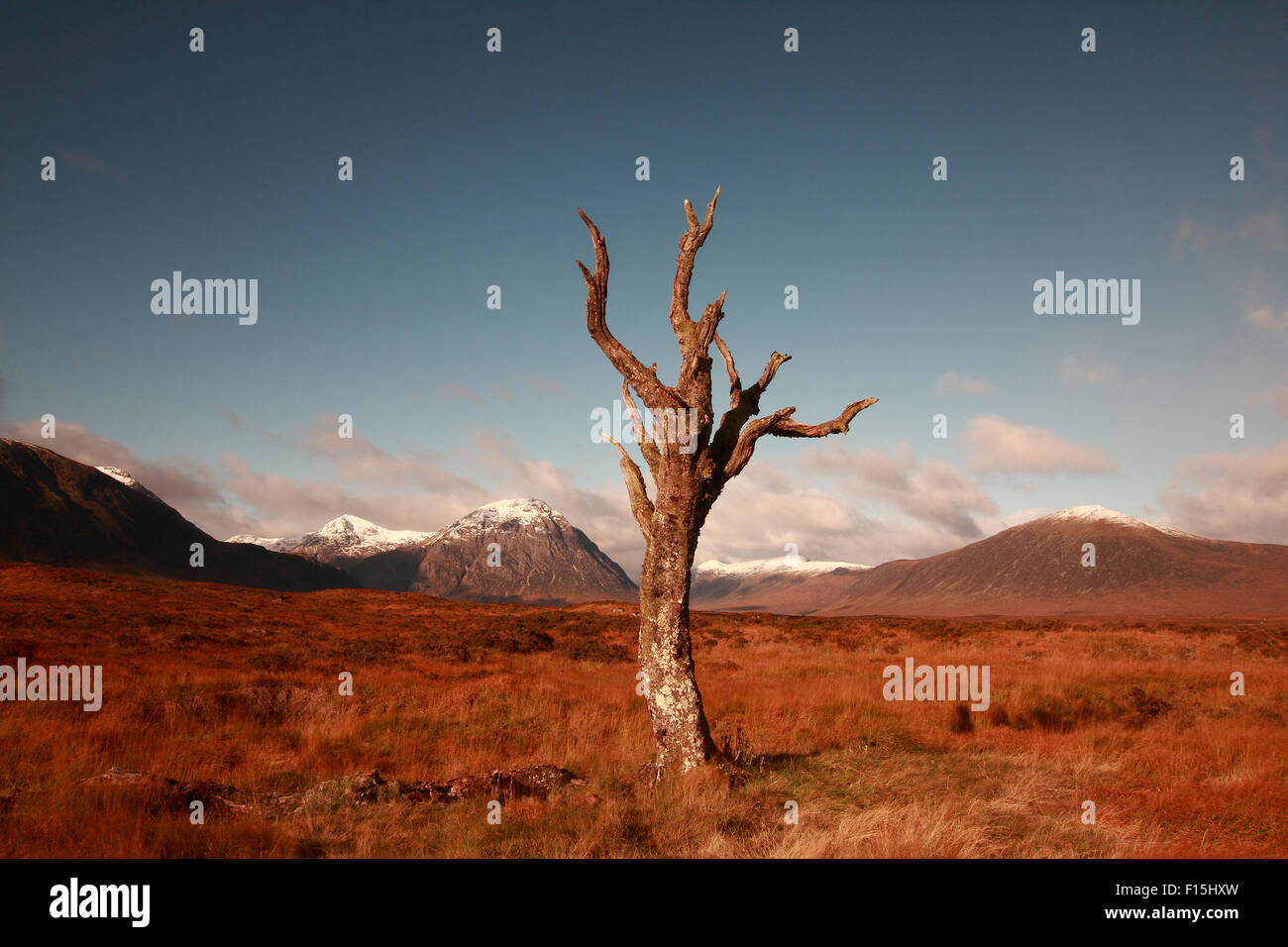 The famous dead tree of Rannoch Moor, Glencoe, Scotland with Buachaille ...