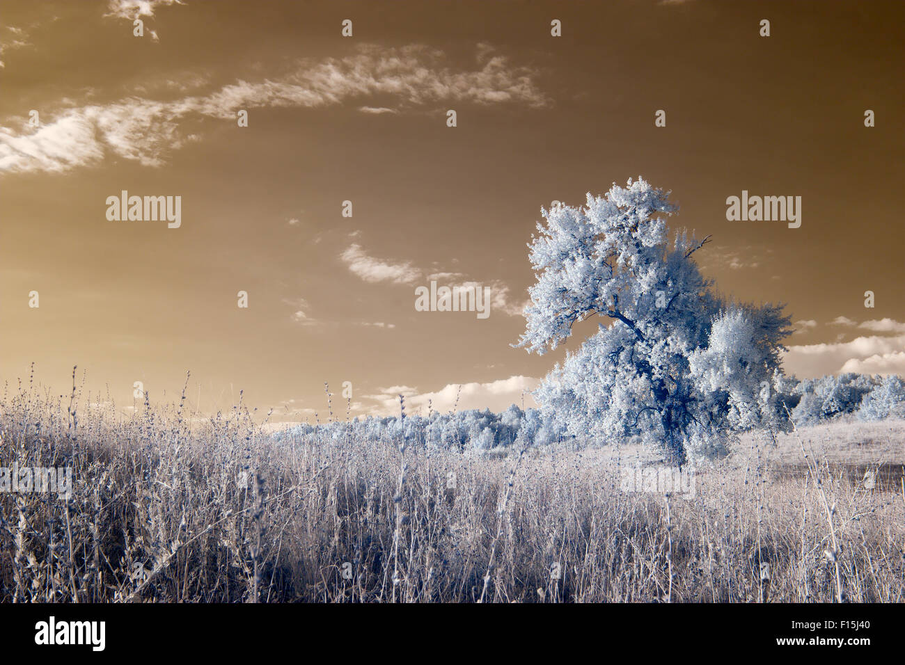 Infrared nature hi-res stock photography and images - Alamy
