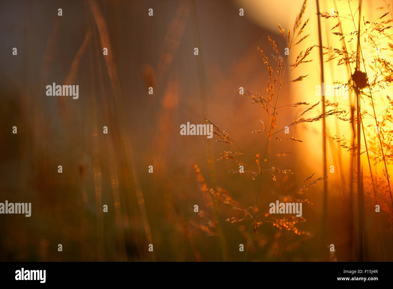 grass in sunlight, low depth of field Stock Photo - Alamy