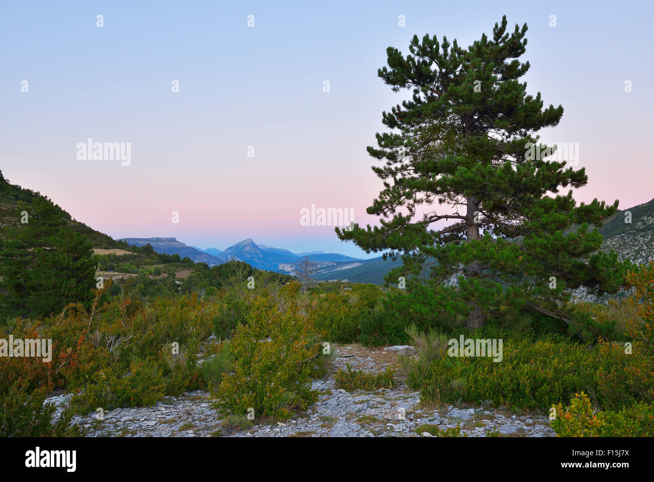 Pine Tree in Landscape at Dusk, Canyon du Verdon, Parc Naturel Regional ...