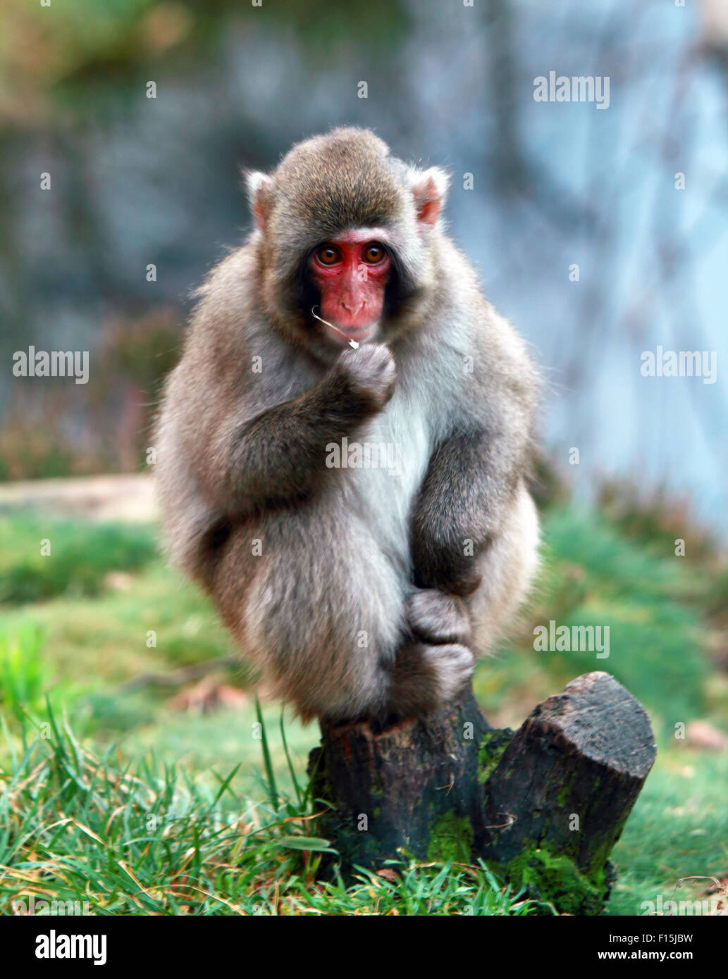 Coloring Pages Snow Monkeys