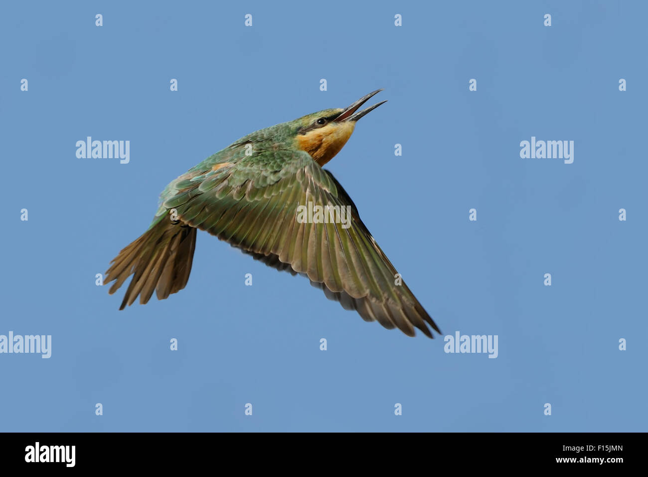 Flying juvenile blue-cheeked bee-eater Stock Photo - Alamy