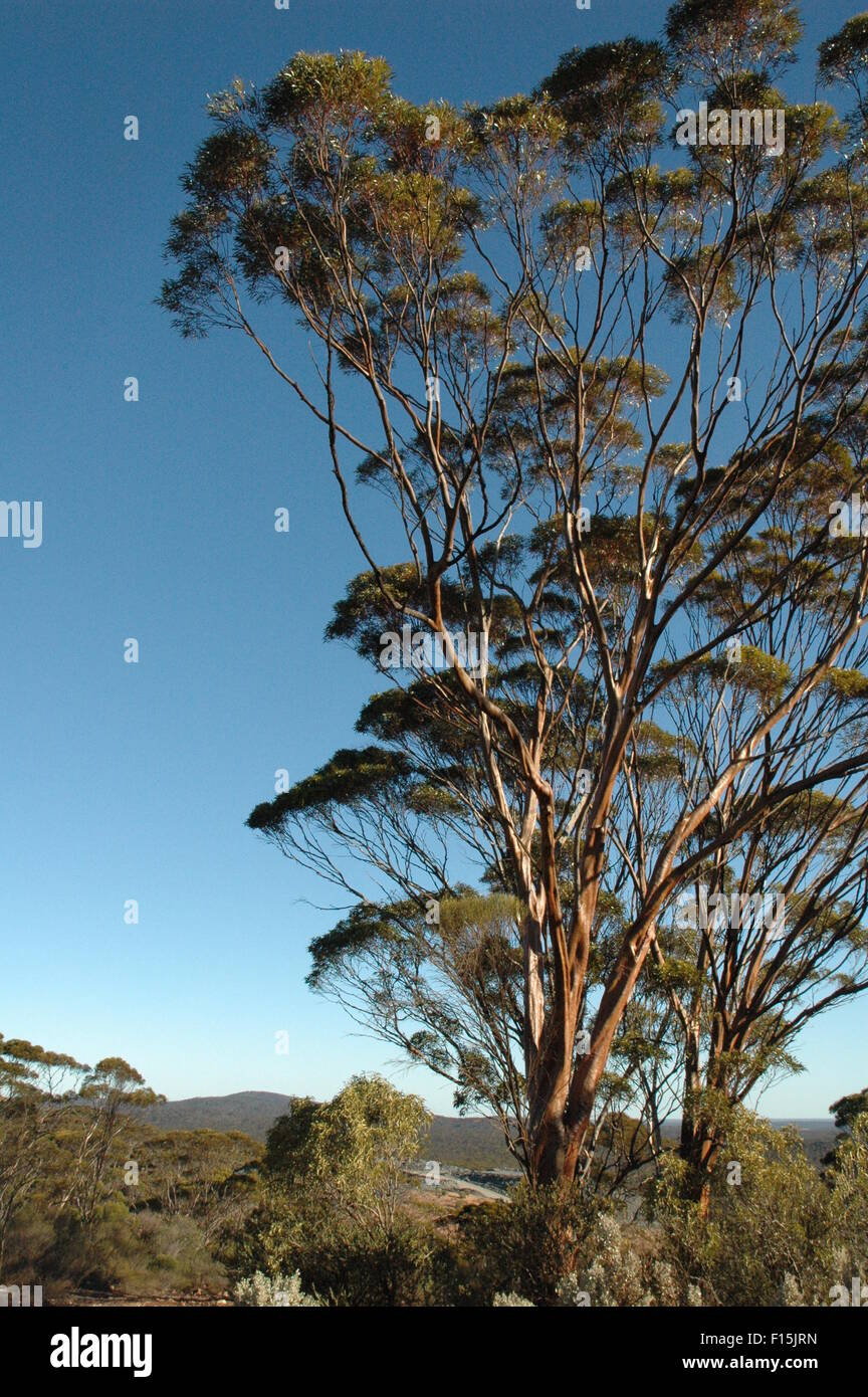 Tall Gum Tree High Resolution Stock Photography and Images - Alamy