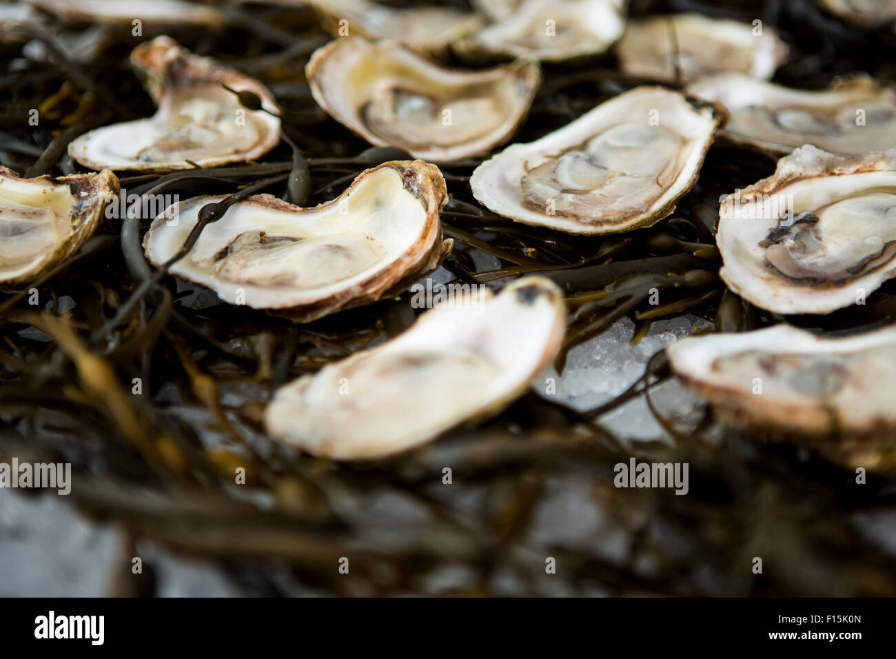 Close-up of Oysters on Seaweed at Reception Stock Photo - Alamy