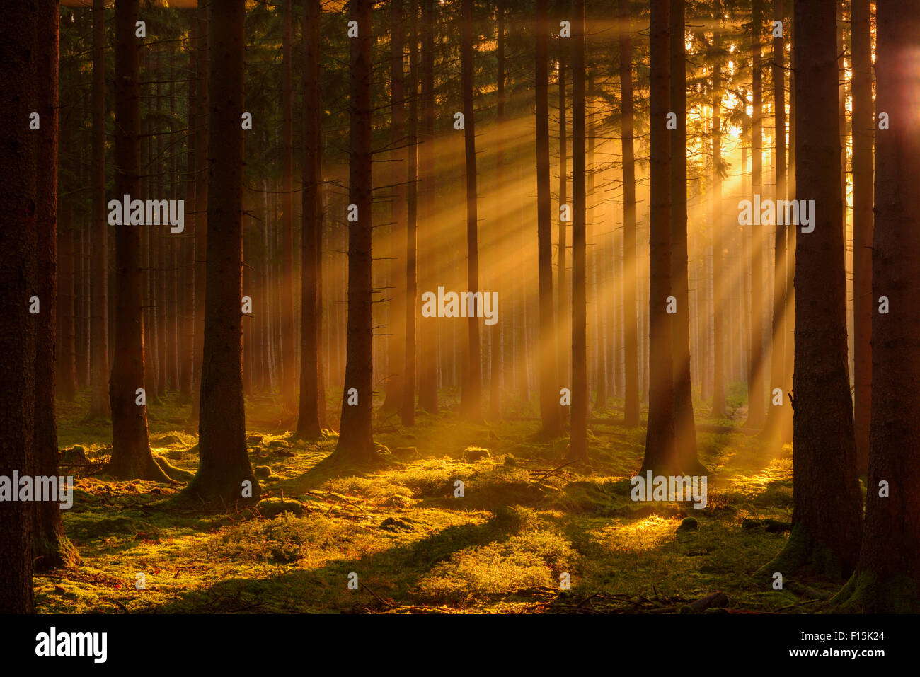 Spruce Forest in Early Morning Mist at Sunrise, Odenwald, Hesse ...