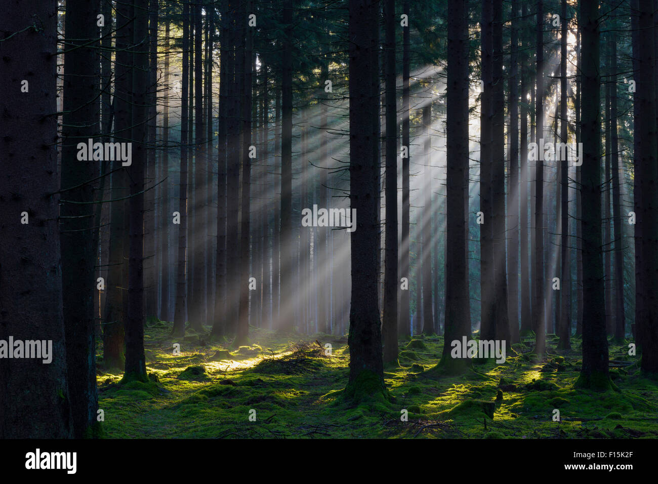 Spruce Forest in Early Morning Mist at Sunrise, Odenwald, Hesse ...