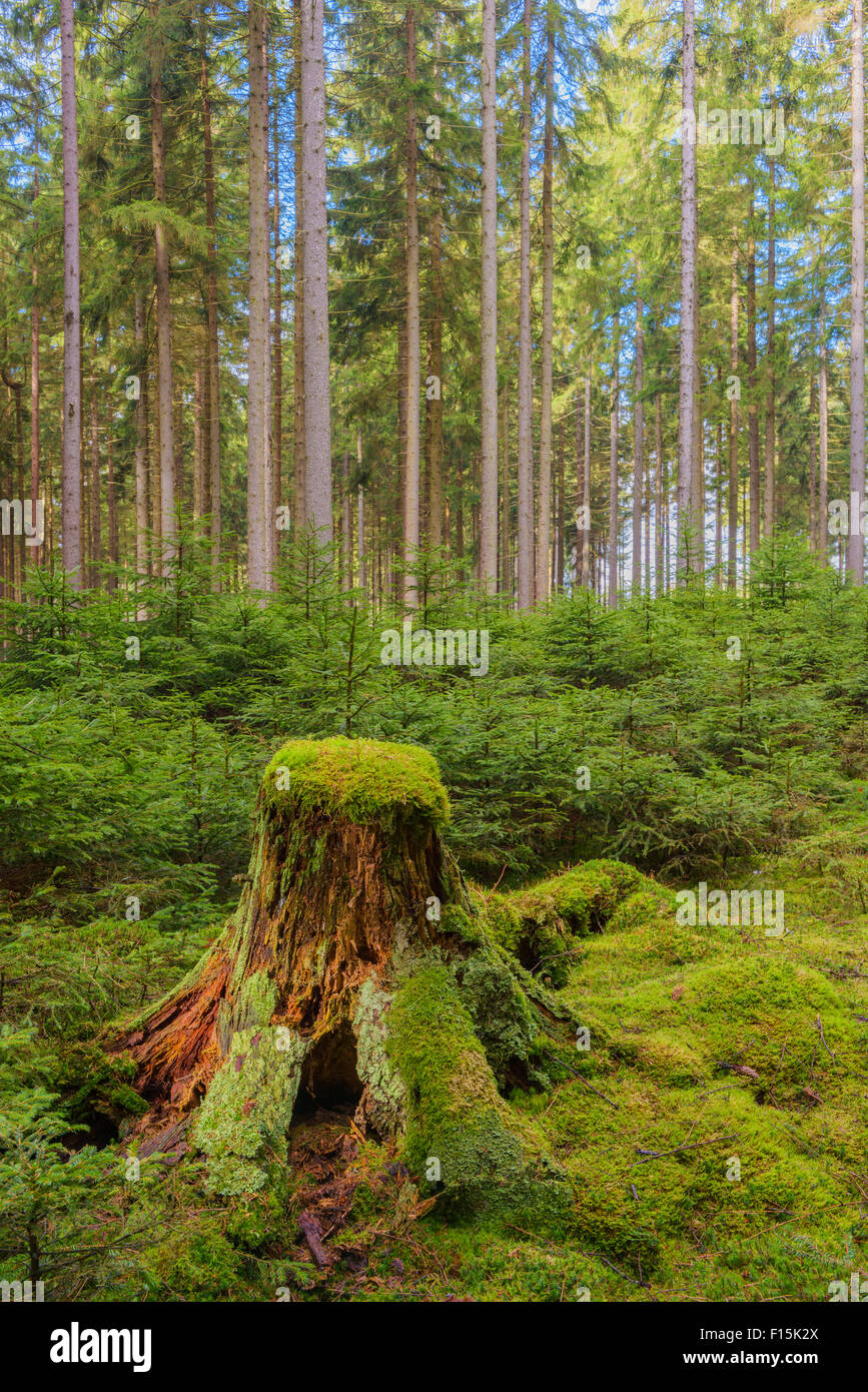 Old Mossy Tree Trunk in Spruce Forest, Odenwald, Hesse, Germany Stock ...