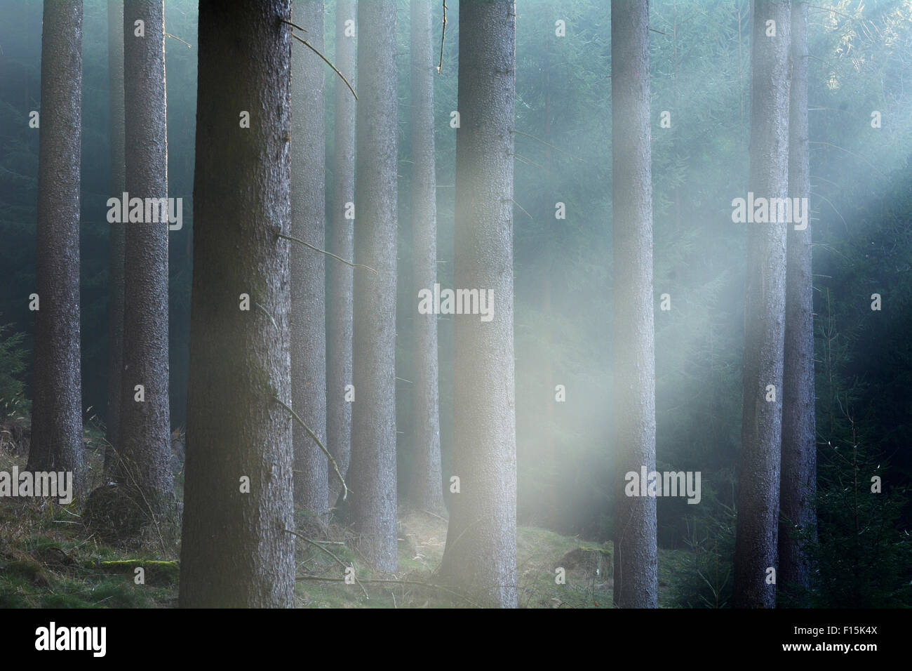 Coniferus forest hi-res stock photography and images - Alamy