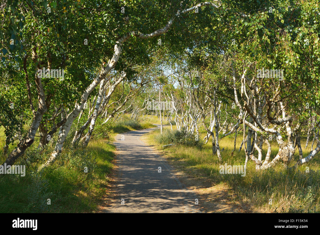 Path through Birch Forest, Summer, Norderney, East Frisia Island, North ...